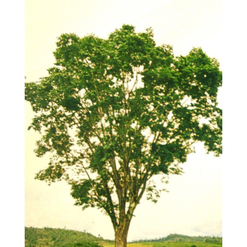 E o São Paulo, hein!? Agora também está lambendo embira! – Blog do ...